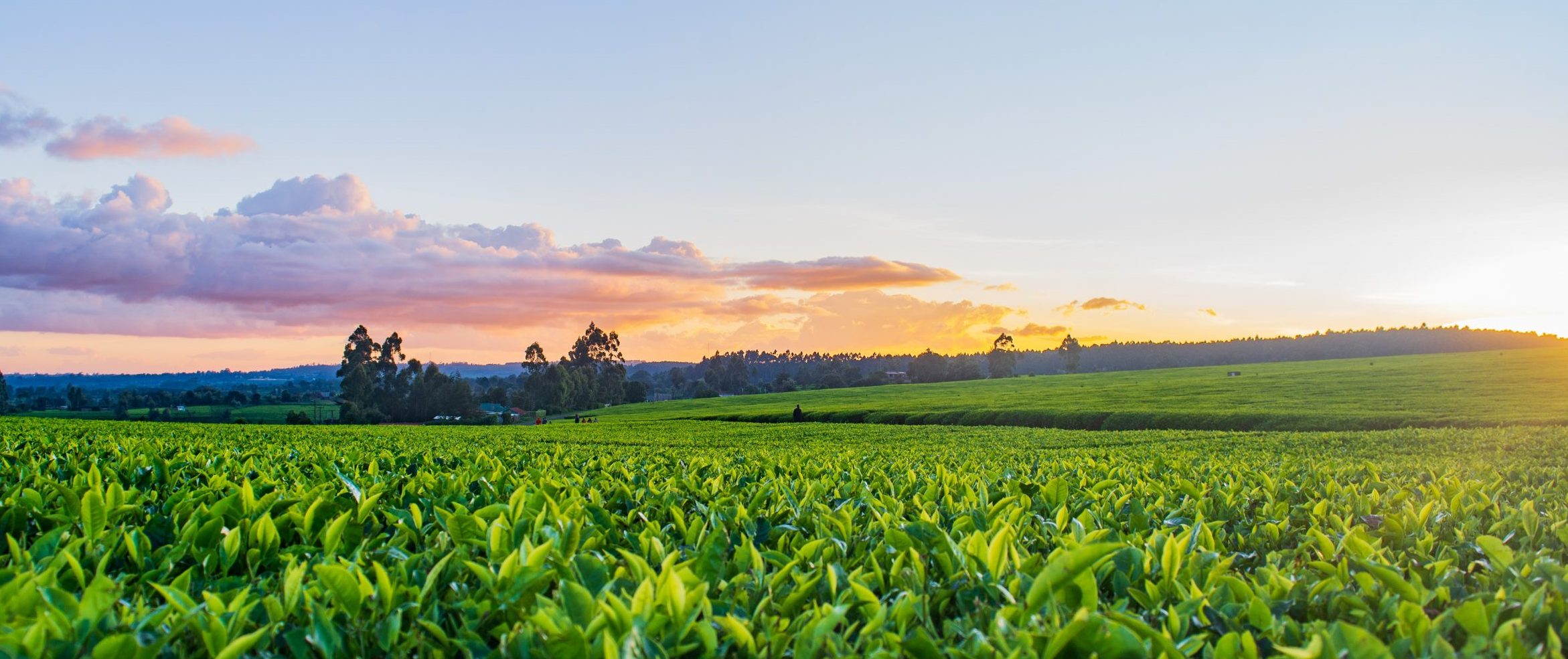 UNGA Science Summit – New narratives about innovation in agriculture to ...